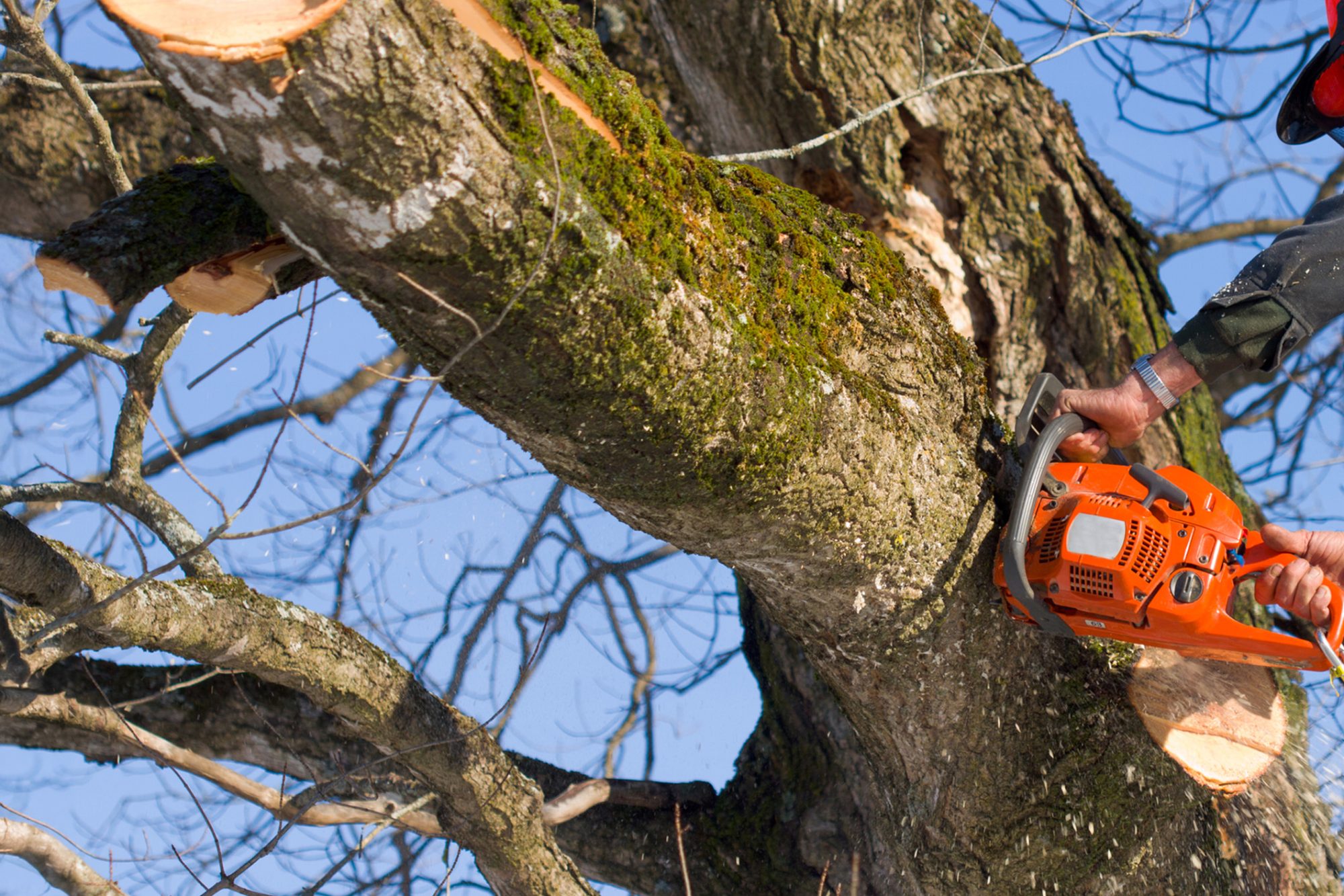 Tree Surgeon In Belfast